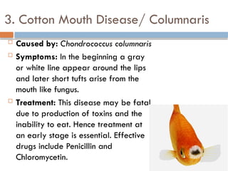 Fish Diseases and remedial measures.pptx