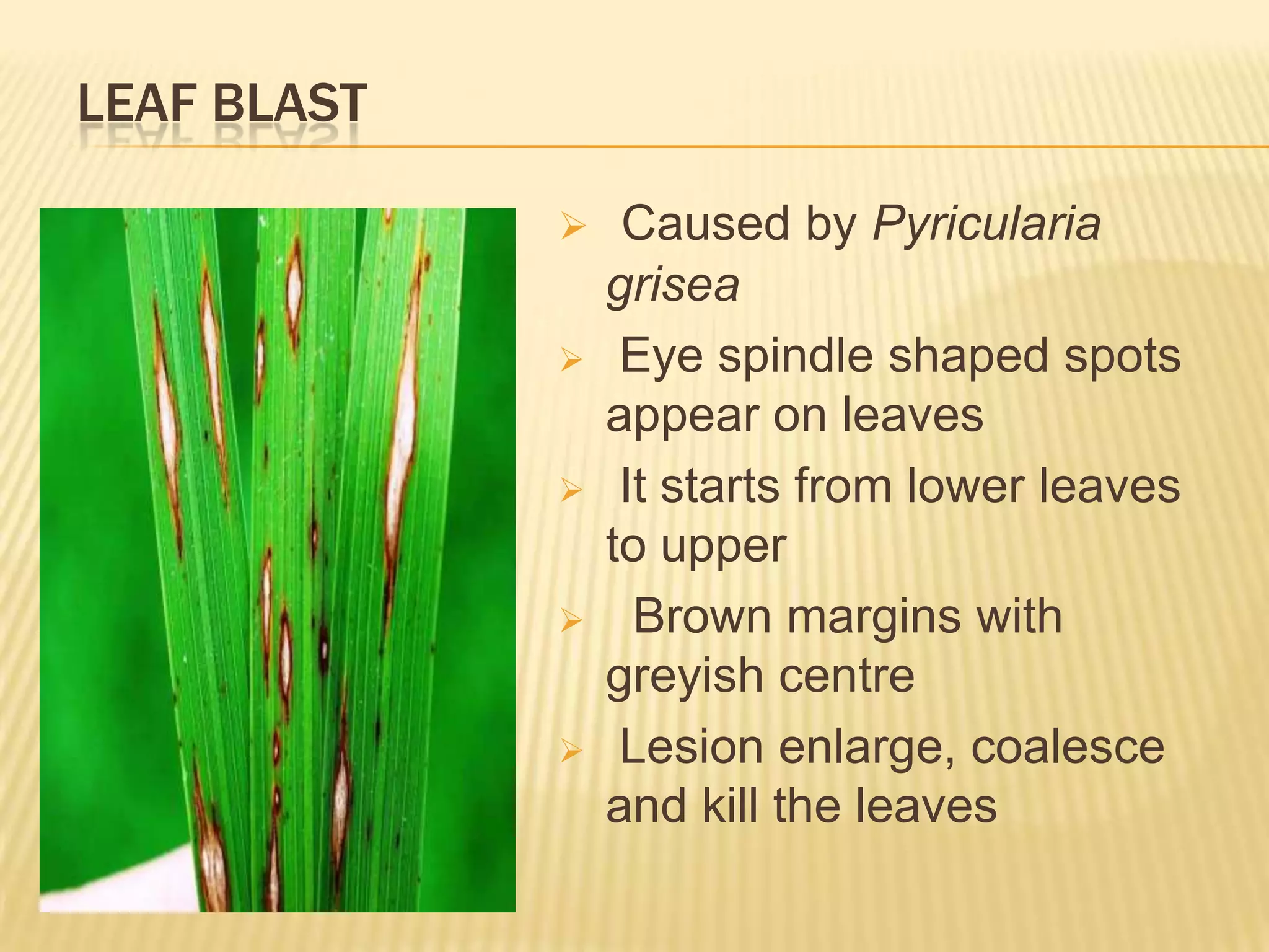 Diseases in rice | PPTX