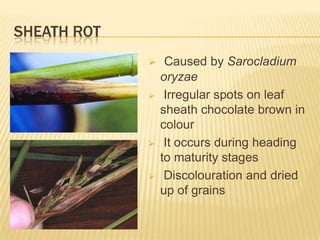 Diseases in rice | PPTX