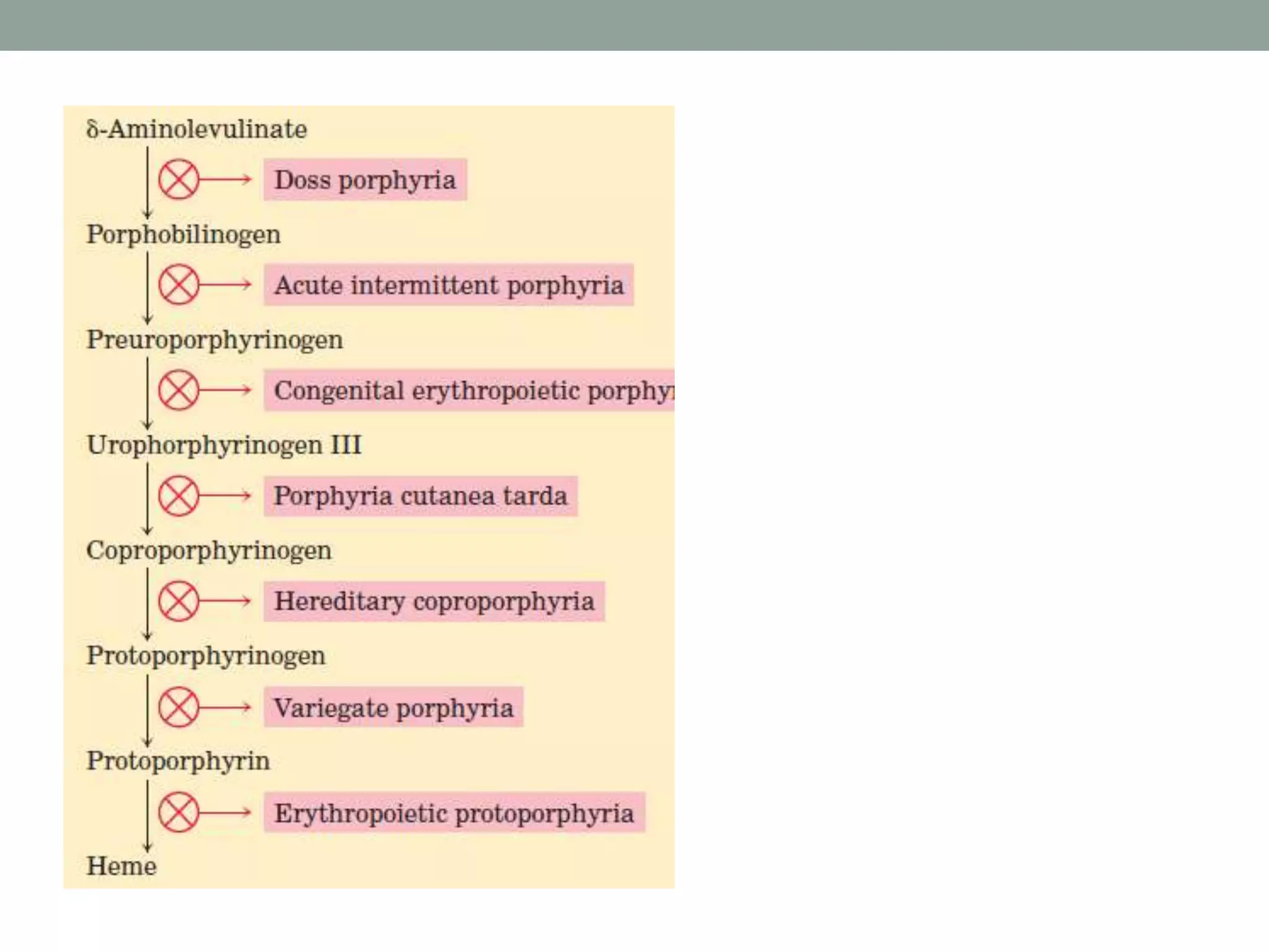 Diseases of amino acid metabolism, porphyrias | PPTX | Blood Disorders ...