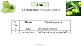 Diseases of Amla.pdf
