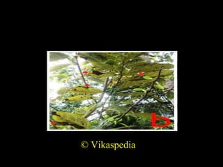 Diseases of annona | PPT
