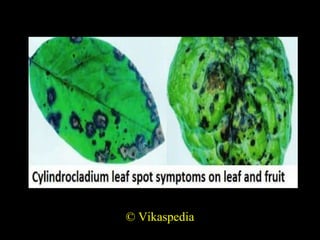 Diseases of annona | PPT