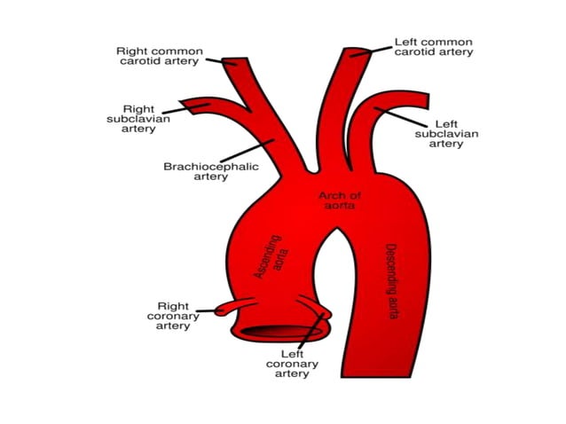 Diseases of aorta | PPTX | Heart and Cardiovascular Diseases | Diseases and Conditions