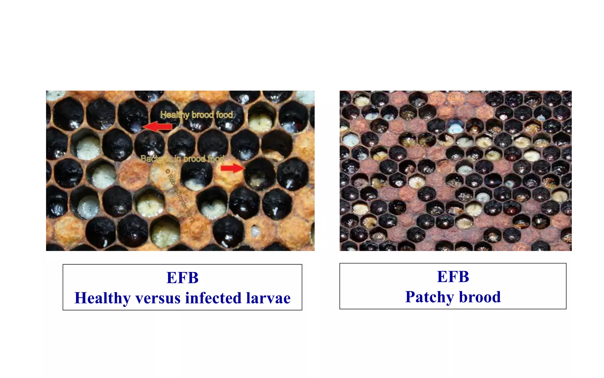 Diseases of Apis mellifera.ppt