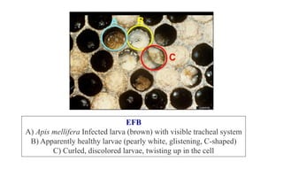 Diseases of Apis mellifera.ppt