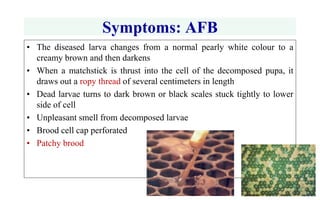 Diseases of Apis mellifera.ppt