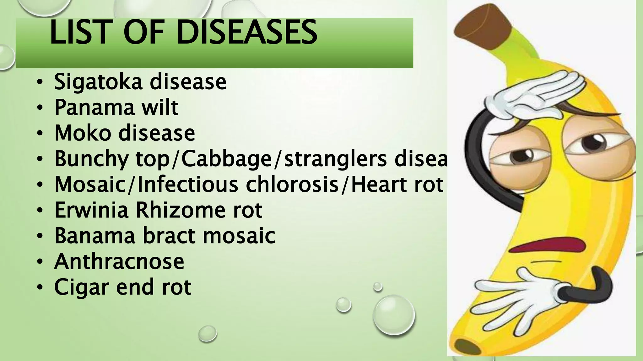 Diseases of banana | PPTX