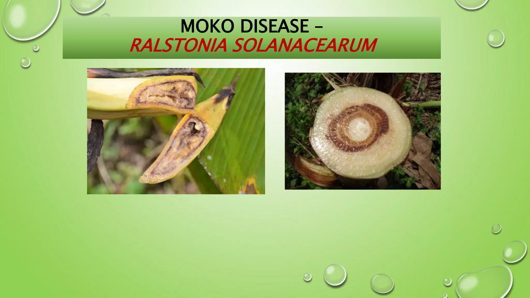 Diseases of banana | PPTX