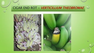 Diseases of banana | PPTX