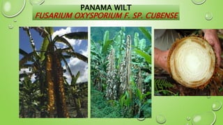 Diseases of banana | PPTX