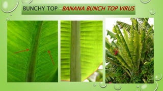 Diseases of banana | PPTX