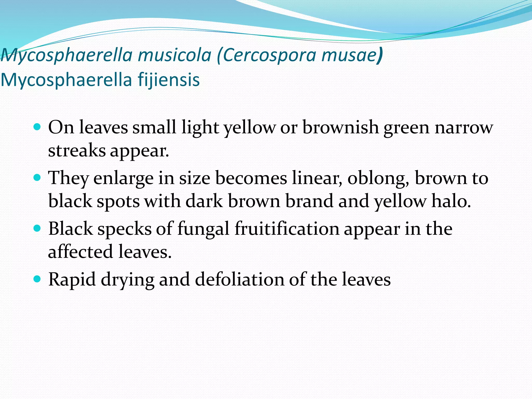 Diseases of banana | PPTX