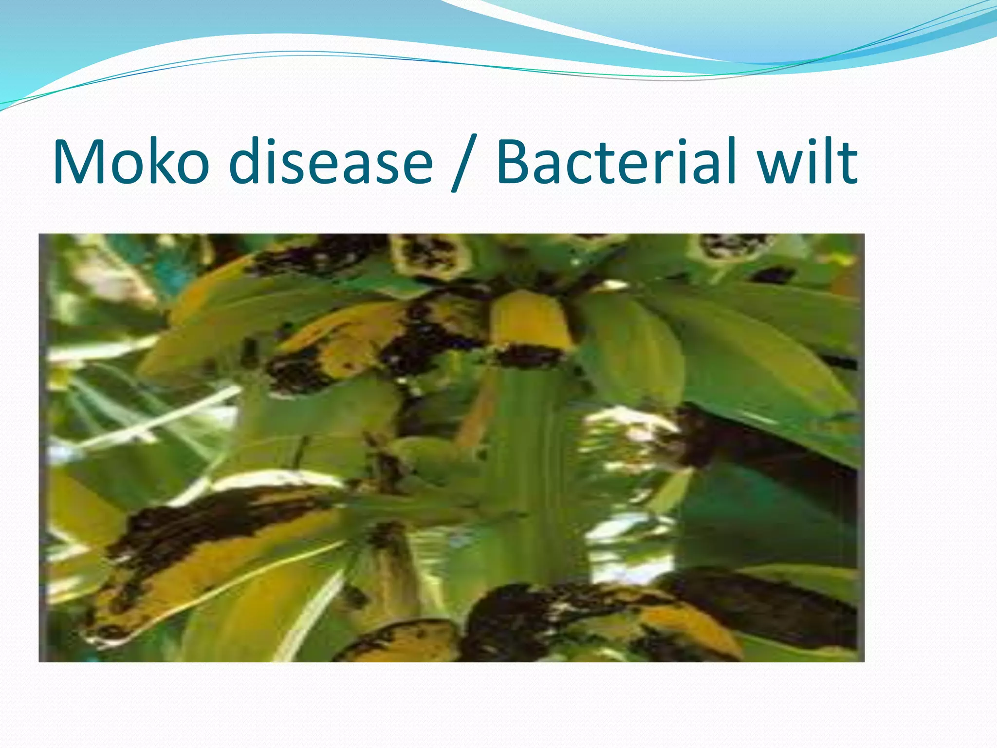 Diseases of banana | PPTX