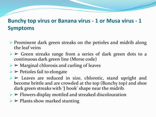 Diseases of banana | PPTX