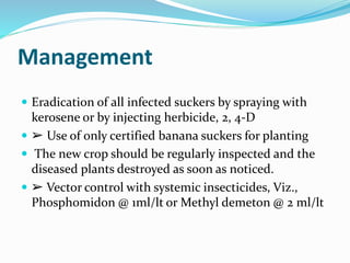 Diseases of banana | PPTX