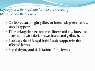 Diseases of banana | PPTX
