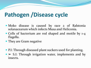 Diseases of banana | PPTX
