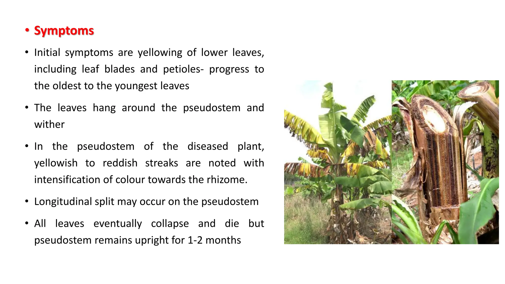 diseases of banana- fungal, viral And bacterial diseases | PDF