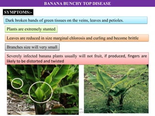 Common Banana Diseases: Identification and Management | PDF