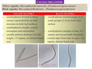 Common Banana Diseases: Identification and Management | PDF