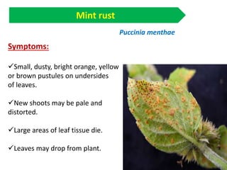 Diseases of basil and mint | PPTX