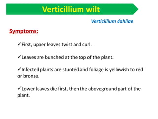 Diseases of basil and mint | PPTX