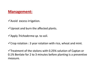 Diseases of basil and mint | PPTX