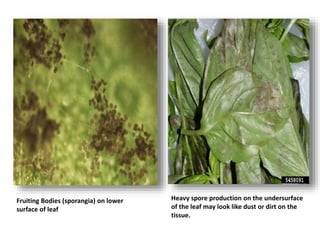 Diseases of basil and mint | PPTX