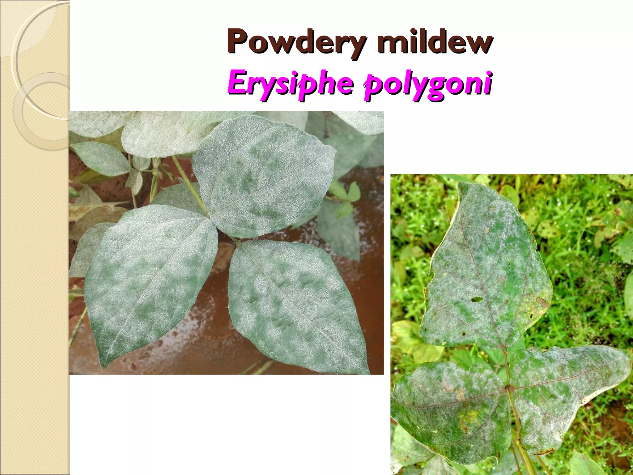 Diseases of black gram green gram, cowpea & soybean | PPT