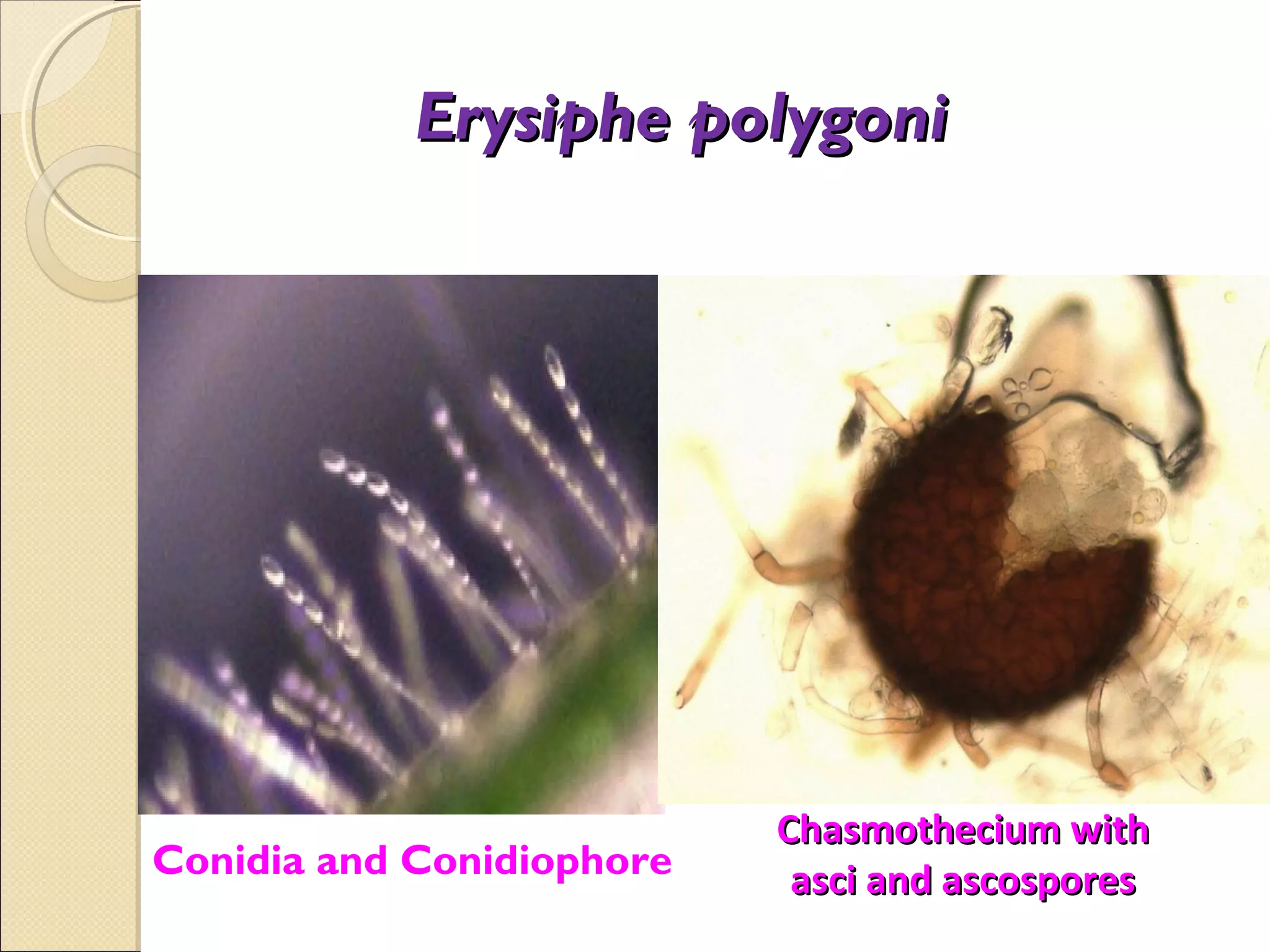 Diseases of black gram green gram, cowpea & soybean | PPT