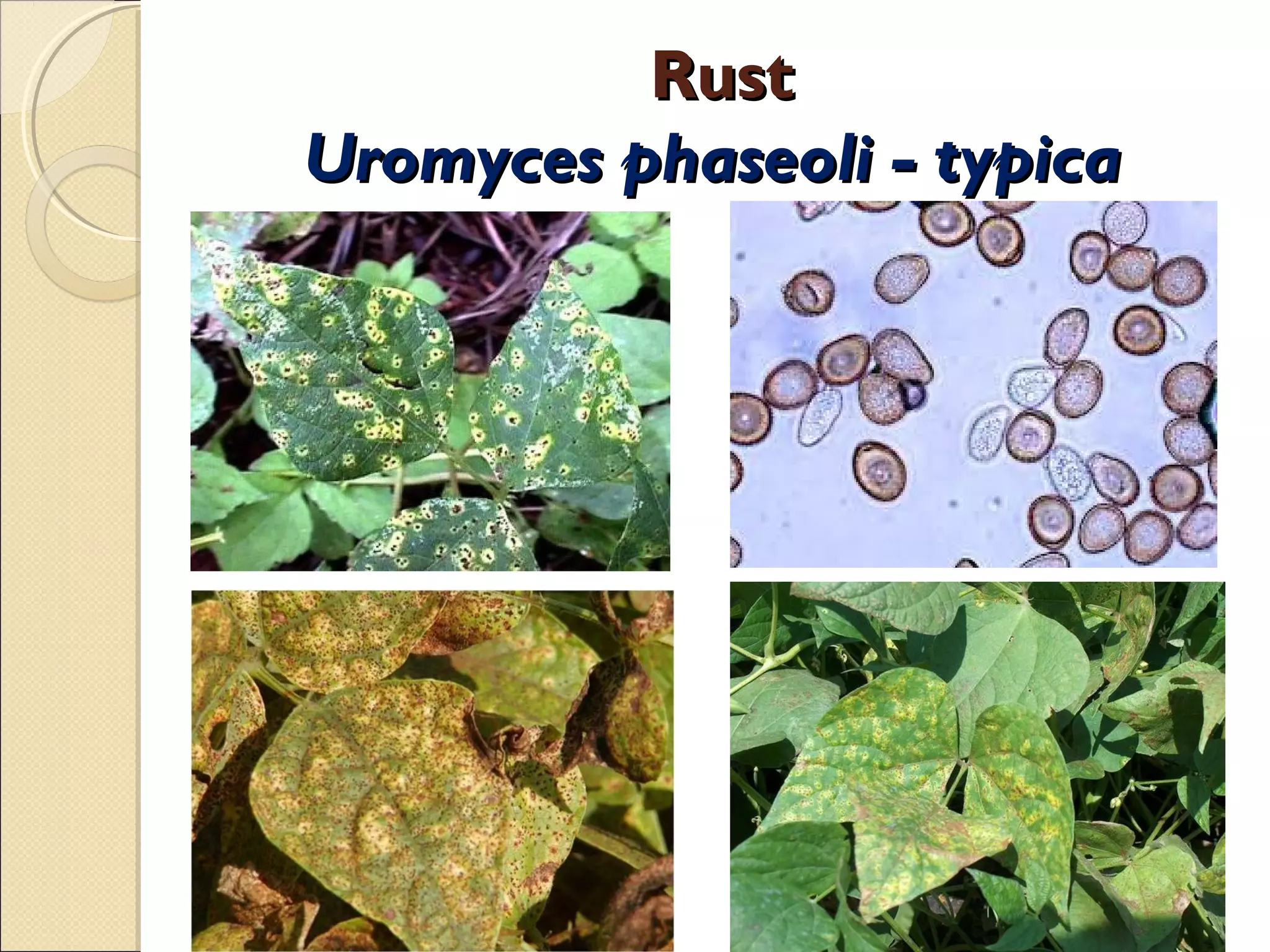 Diseases of black gram green gram, cowpea & soybean | PPT