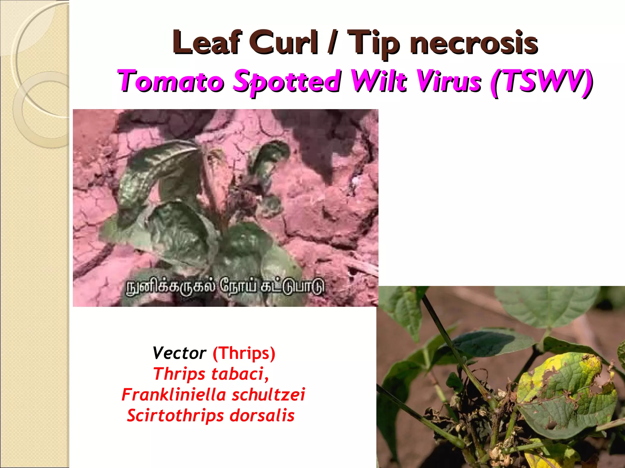 Diseases of black gram green gram, cowpea & soybean | PPT