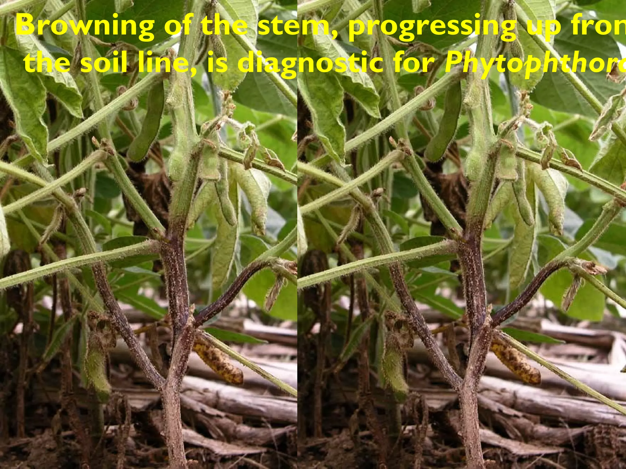 Diseases of black gram green gram, cowpea & soybean | PPT