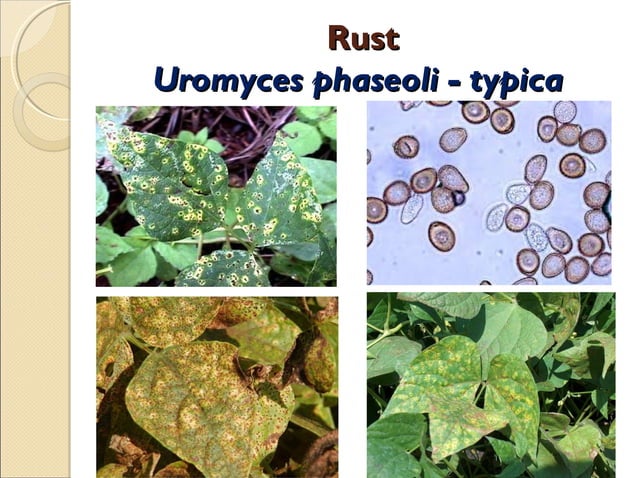 Diseases of black gram green gram, cowpea & soybean | PPT