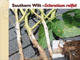 Diseases of black gram green gram, cowpea & soybean | PPT