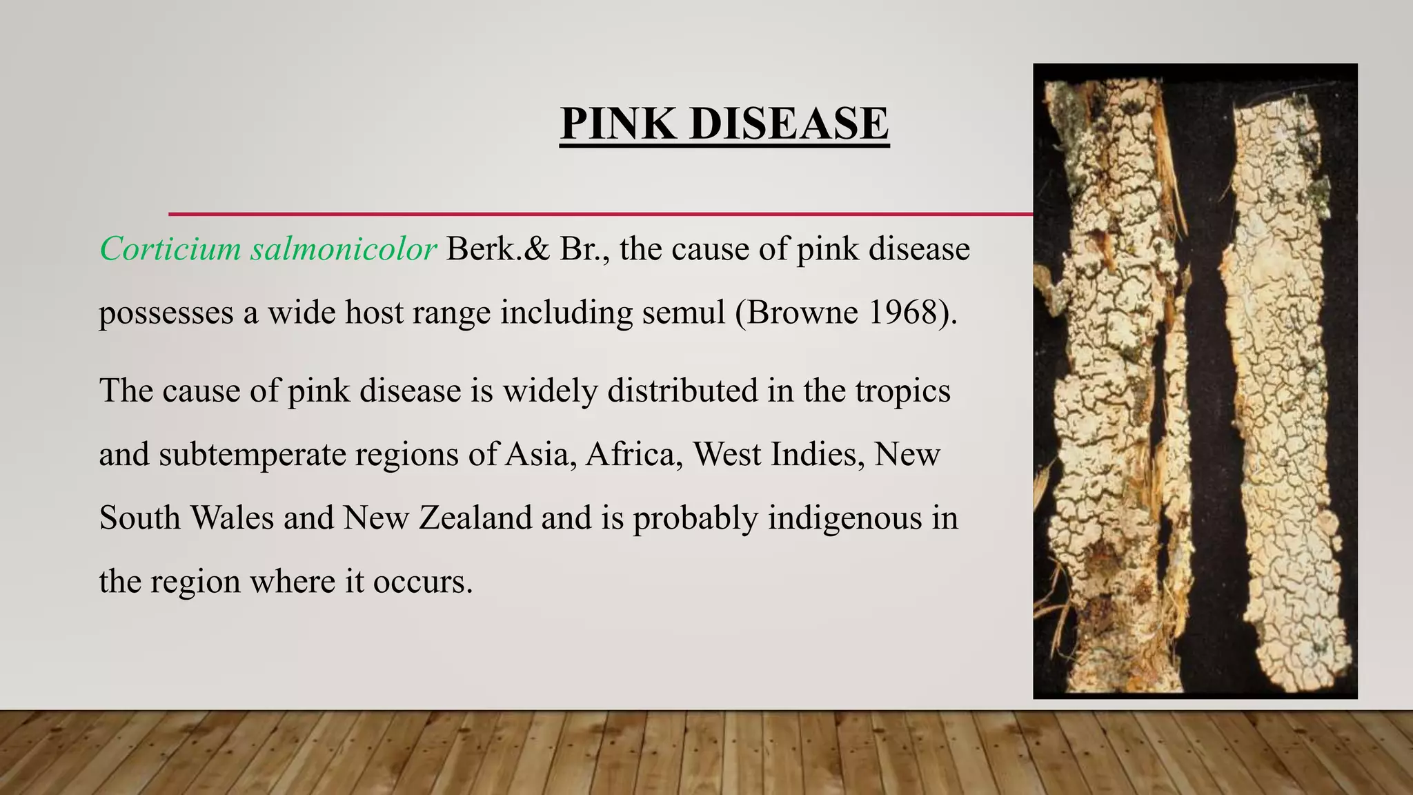 Diseases of Bombax ceiba by sagar chaudhary.pptx