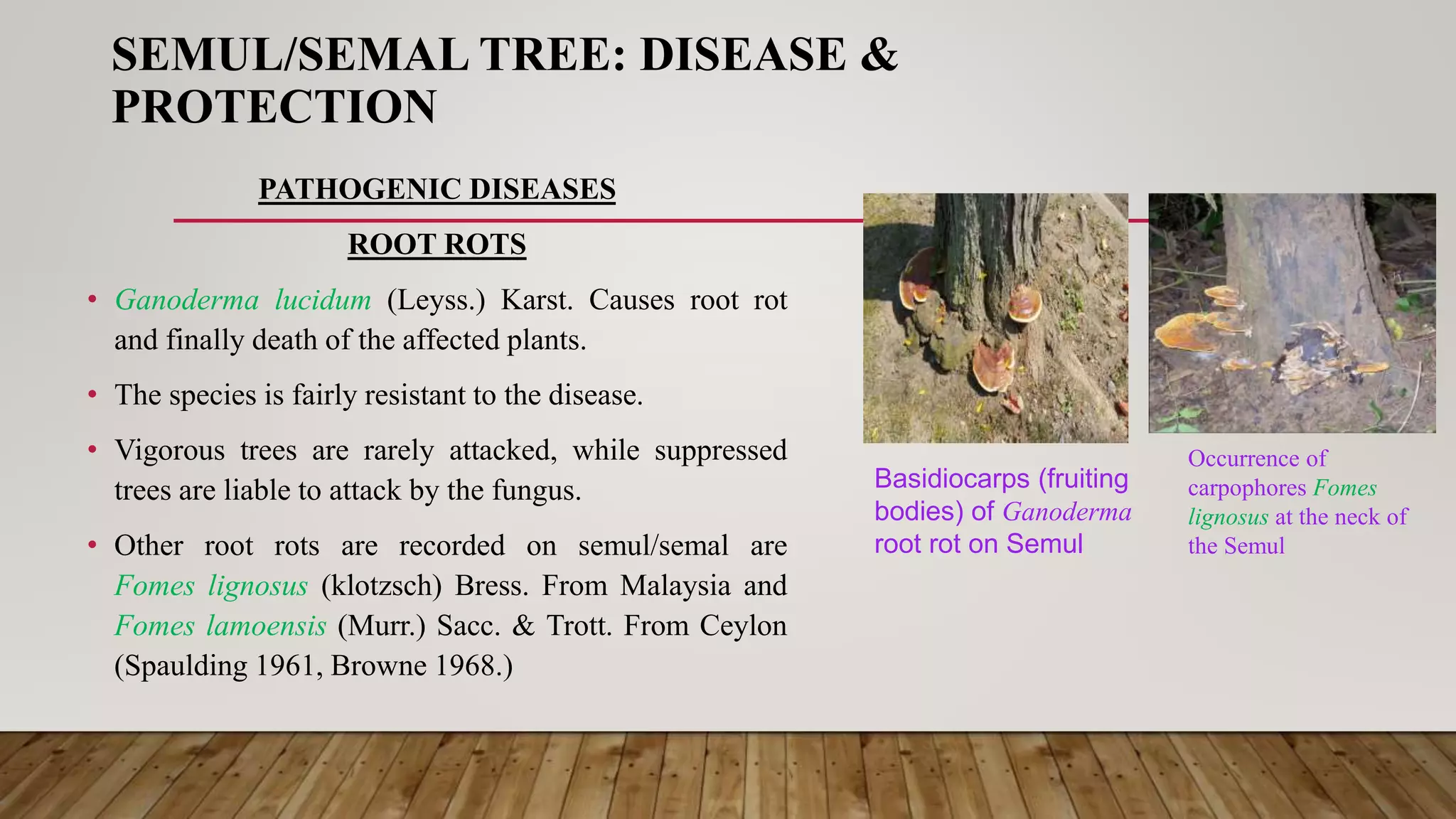 Diseases of Bombax ceiba by sagar chaudhary.pptx