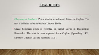 Diseases of Bombax ceiba by sagar chaudhary.pptx