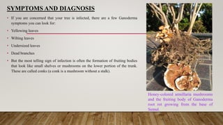 Diseases of Bombax ceiba by sagar chaudhary.pptx