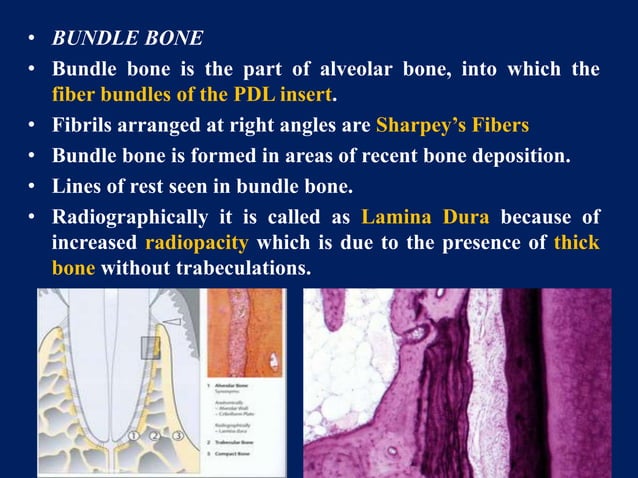 Diseases of bones and joint | PPTX | Bone and Joint Conditions ...