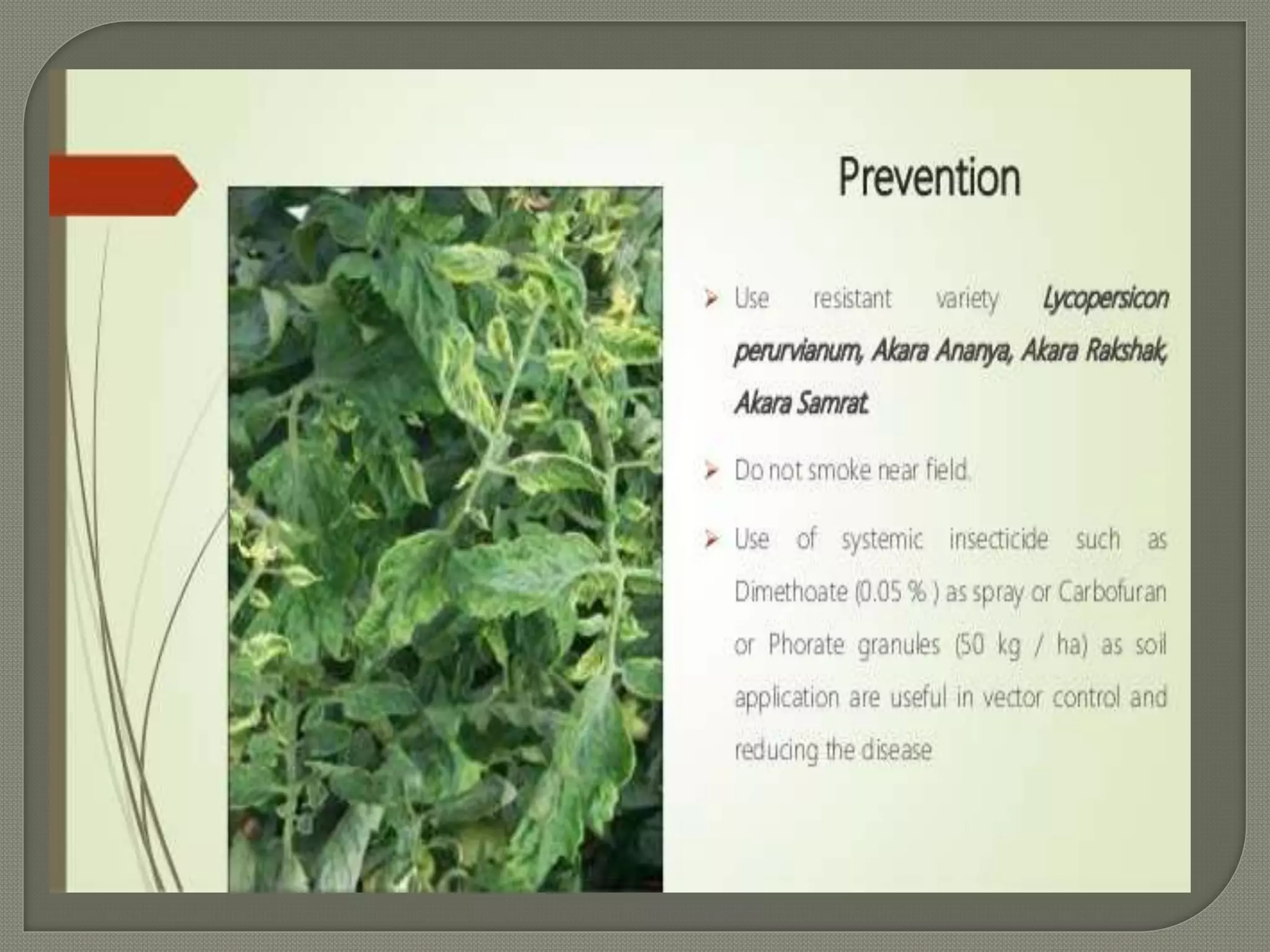 Diseases of brinjal | PPTX