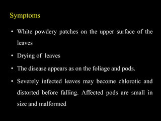 Diseases of butter bean and fava bean | PPTX | Agriculture | Industries