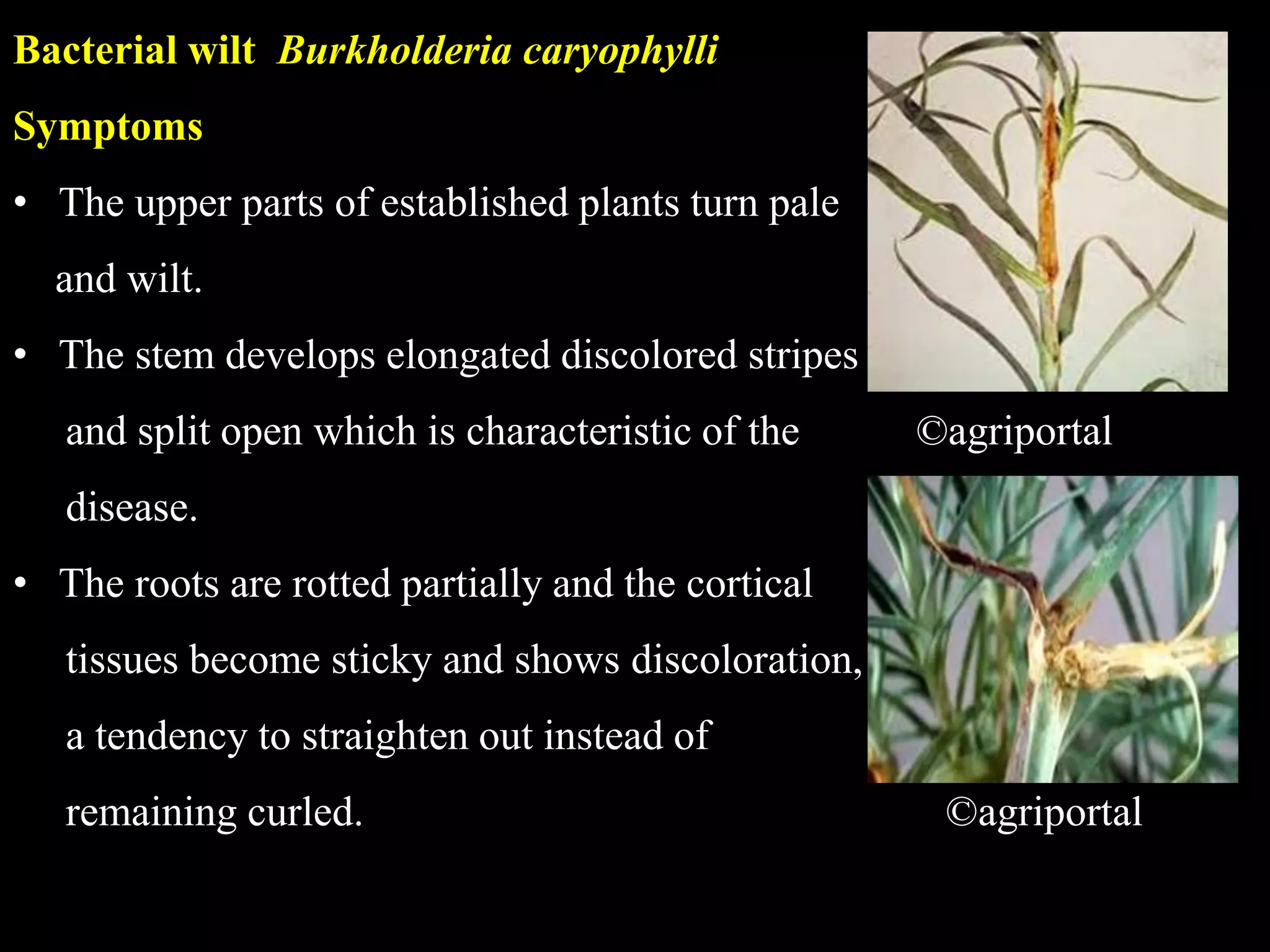 Diseases of carnation and their management | PPTX