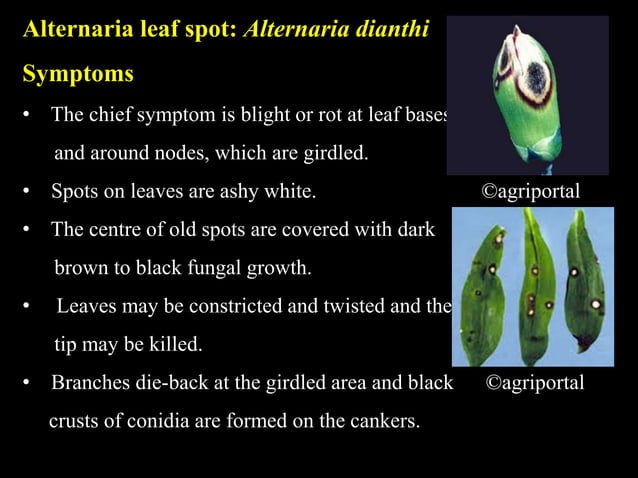 Diseases of carnation and their management | PPTX | Gardening | Home ...