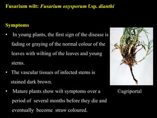 Diseases of carnation and their management | PPTX