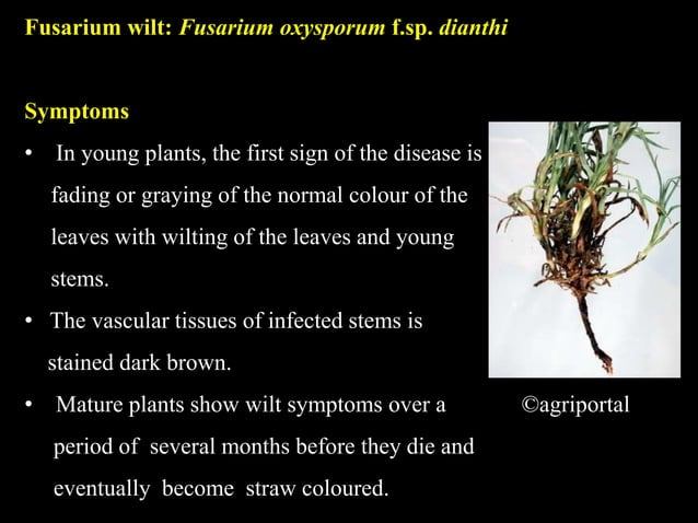 Diseases of carnation and their management | PPTX | Gardening | Home ...