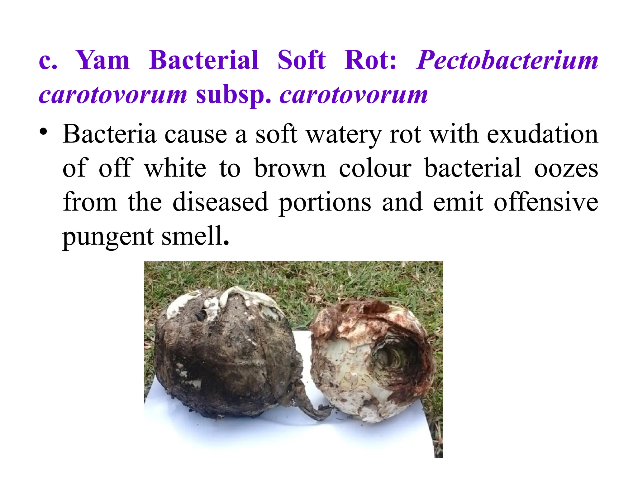 Diseases of cassava, Yam, Colacasia.pptx