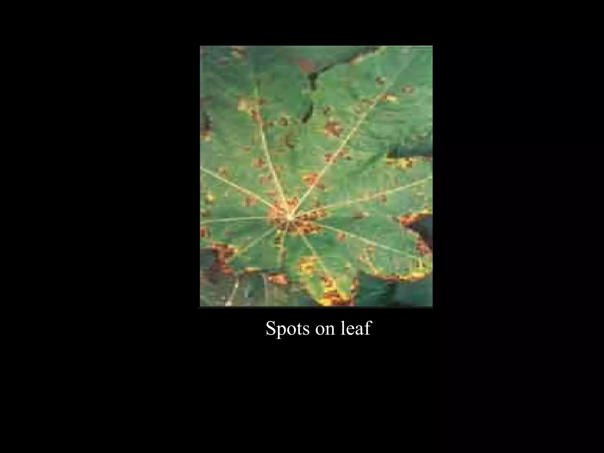 DISEASES OF CASTOR.pptx | Gardening | Home & Garden