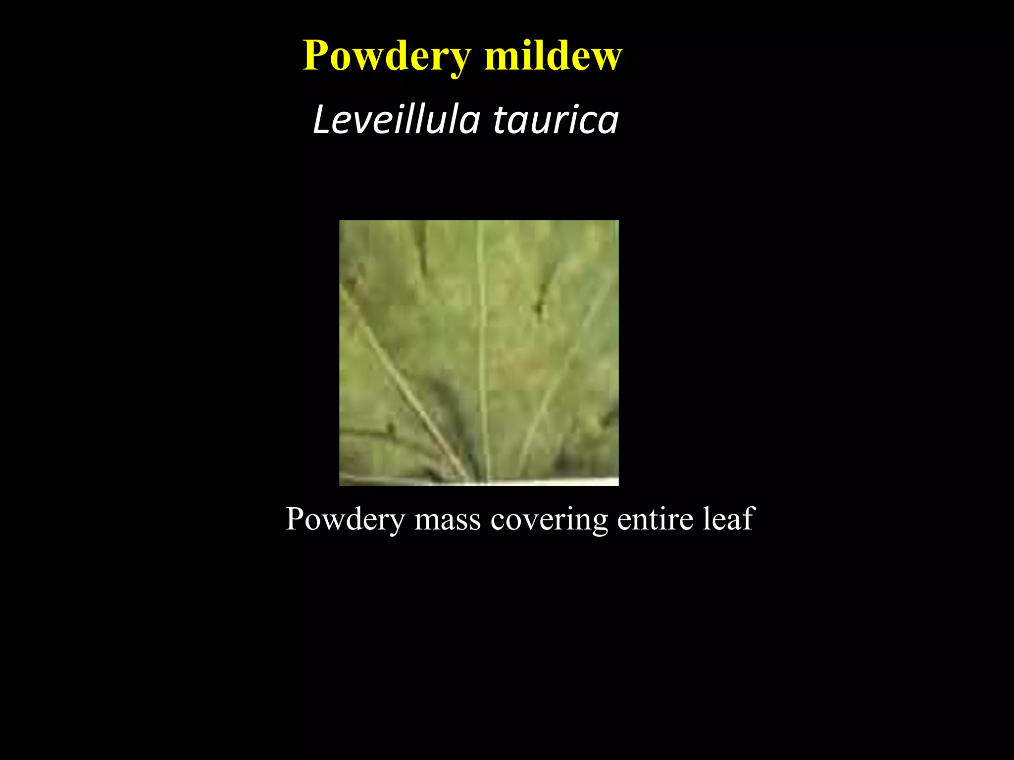 DISEASES OF CASTOR.pptx | Gardening | Home & Garden